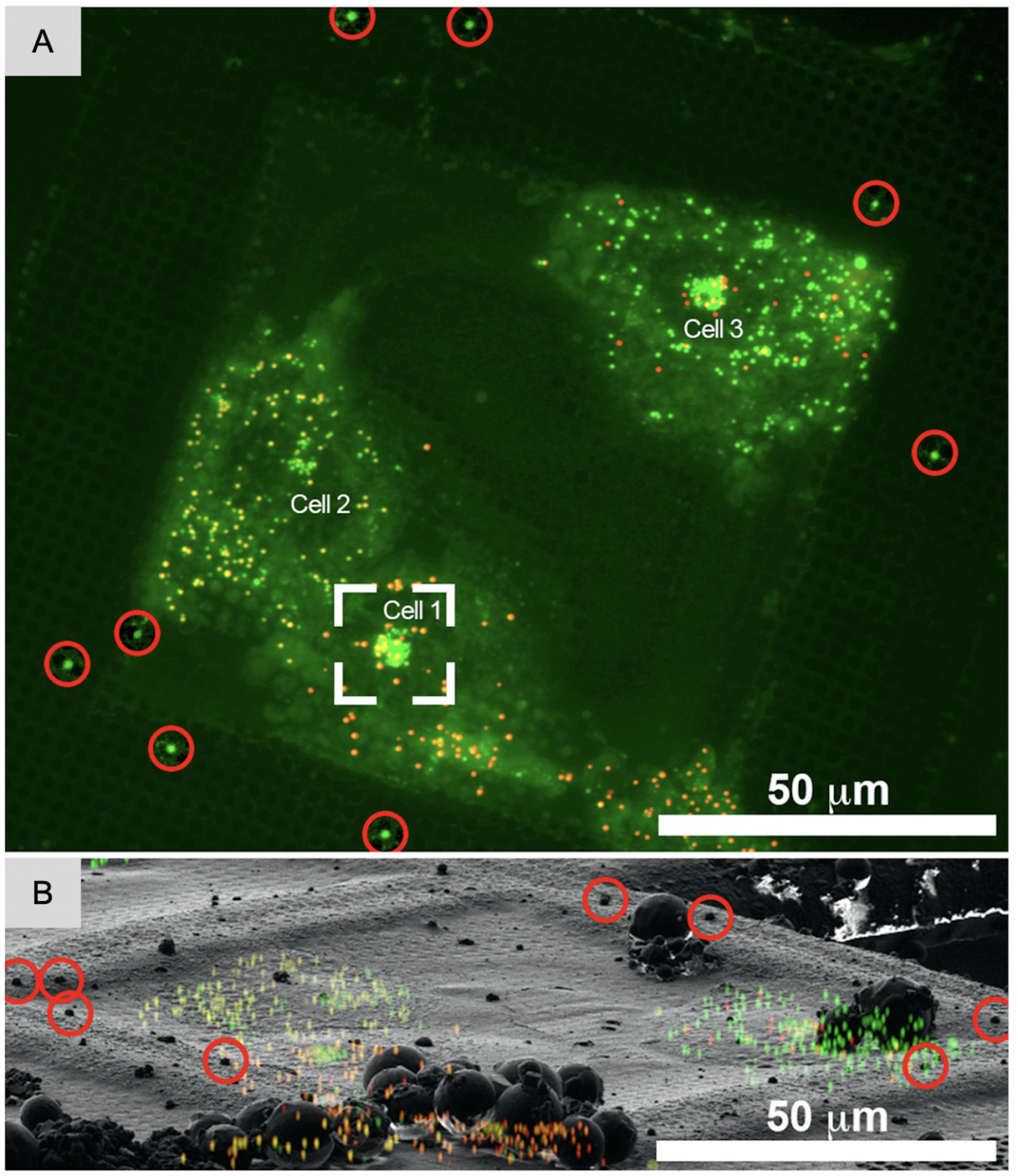 Chapter 2 – ET – Cryo EM 101