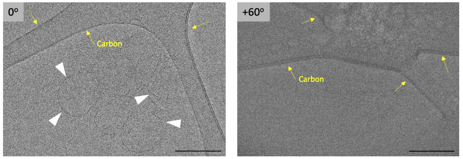 CryoET Chapter 5 – Cryo EM 101